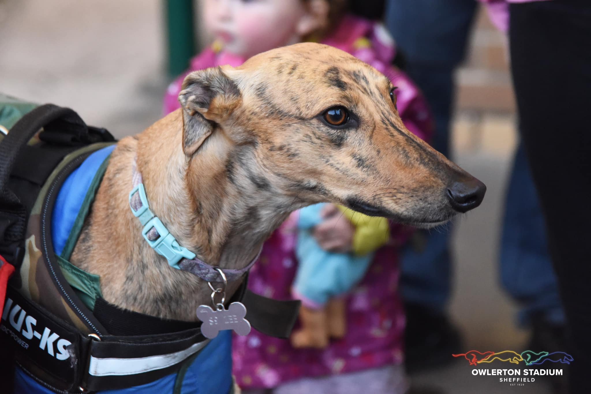 Greyhound Adoption: How Owlerton Stadium Supports Retired Greyhounds ...