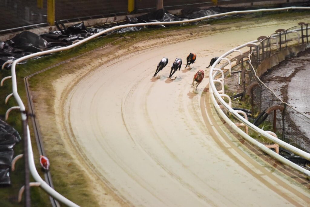 Complete Guide to Greyhound Racing Betting | Owlerton Stadium